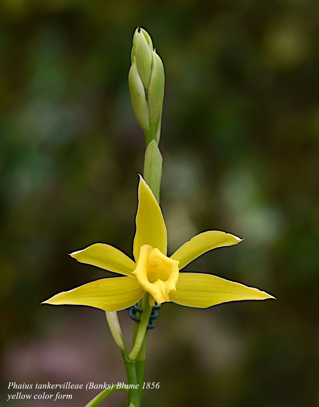 Phaius tankervilleae (Banks) Blume 1856 yellow color form