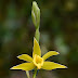 Phaius tankervilleae (Banks) Blume 1856 yellow color form