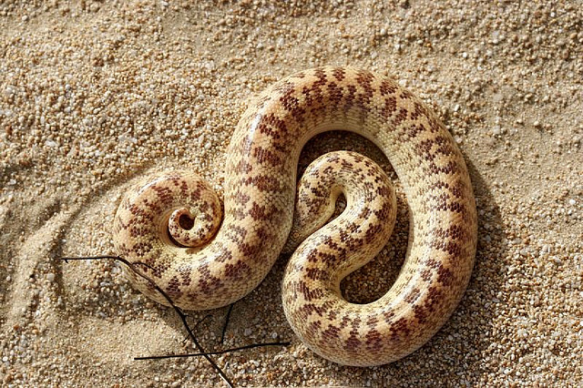 Sand Boa | Snakes