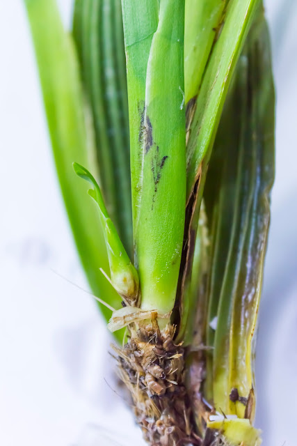Marias Orchids Rescue Oncidium Makes Two New Growths Still No Roots