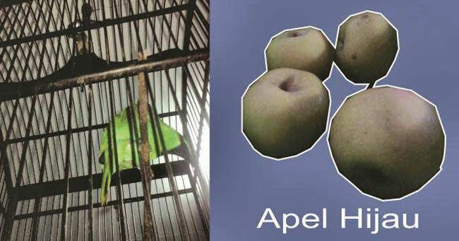 MANFAAT APEL HIJAU BUAT CUCAK IJO | Hobby Kece