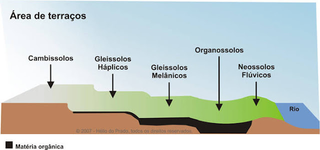 Onde as Plantas Crescem - Gleissolos