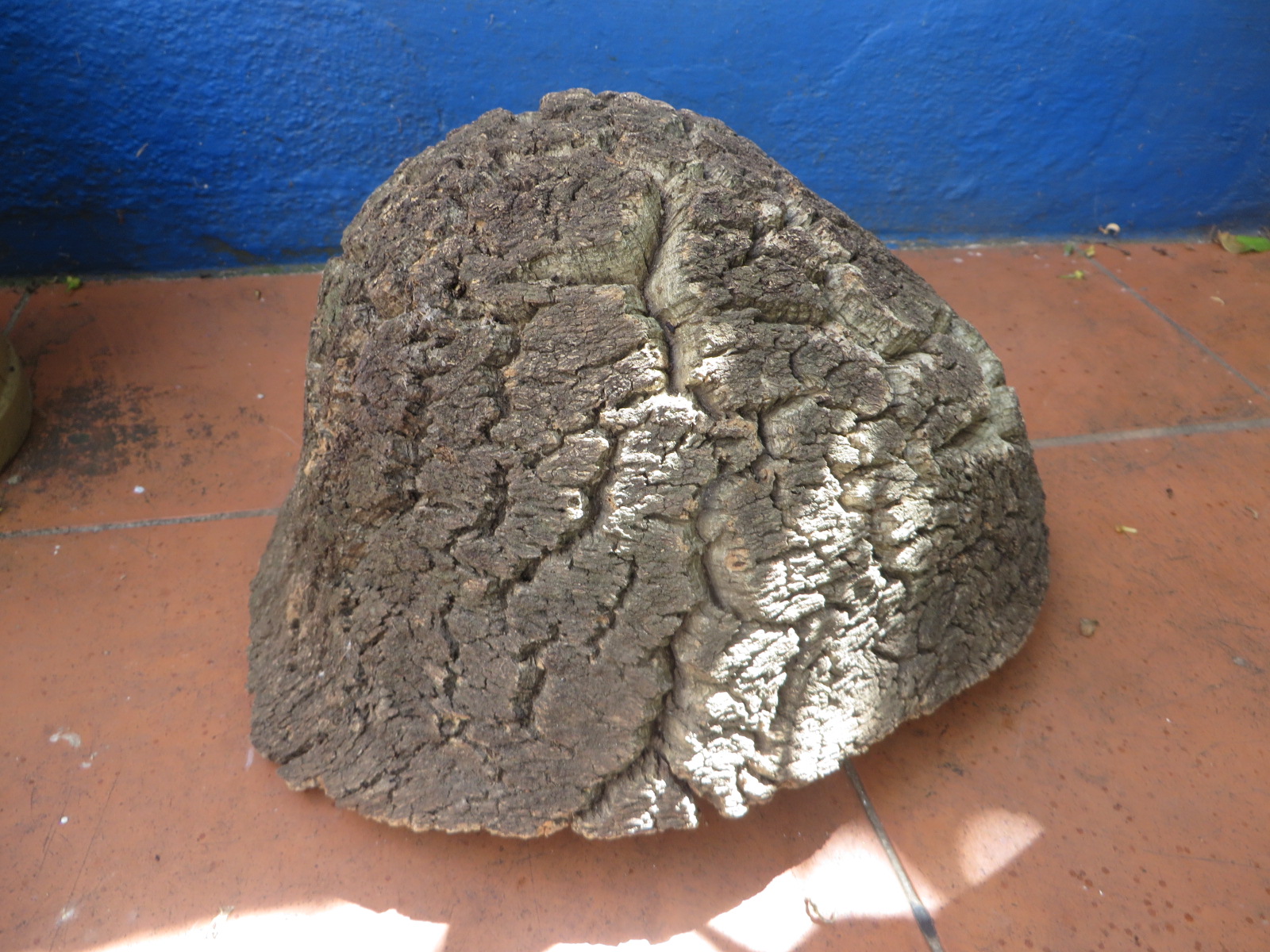 O melhor Alentejo do Mundo: Cocho ou Cocharro