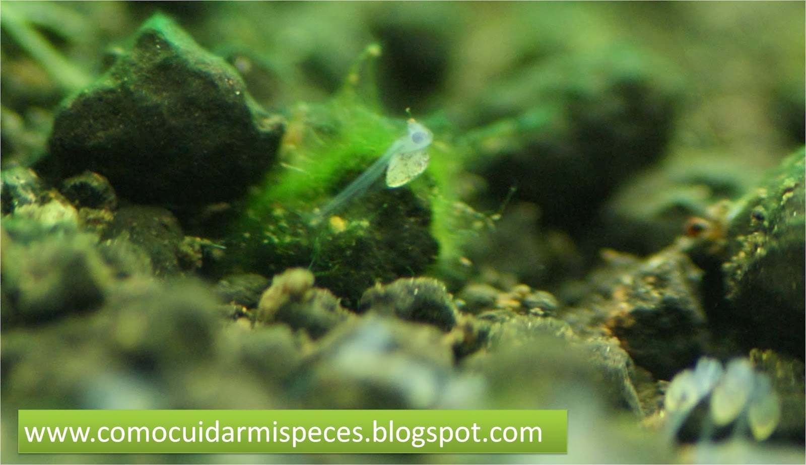 Alevines de Ramirezi, los 7 primeros días desde la puesta