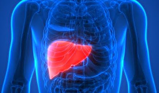 Karaciğer nedir nerede görevi ve hastalıkları nelerdir? hakkında genel ...