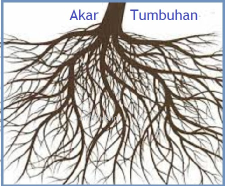 Anim Agro Technology: AKAR TUMBUHAN - APA DIA?