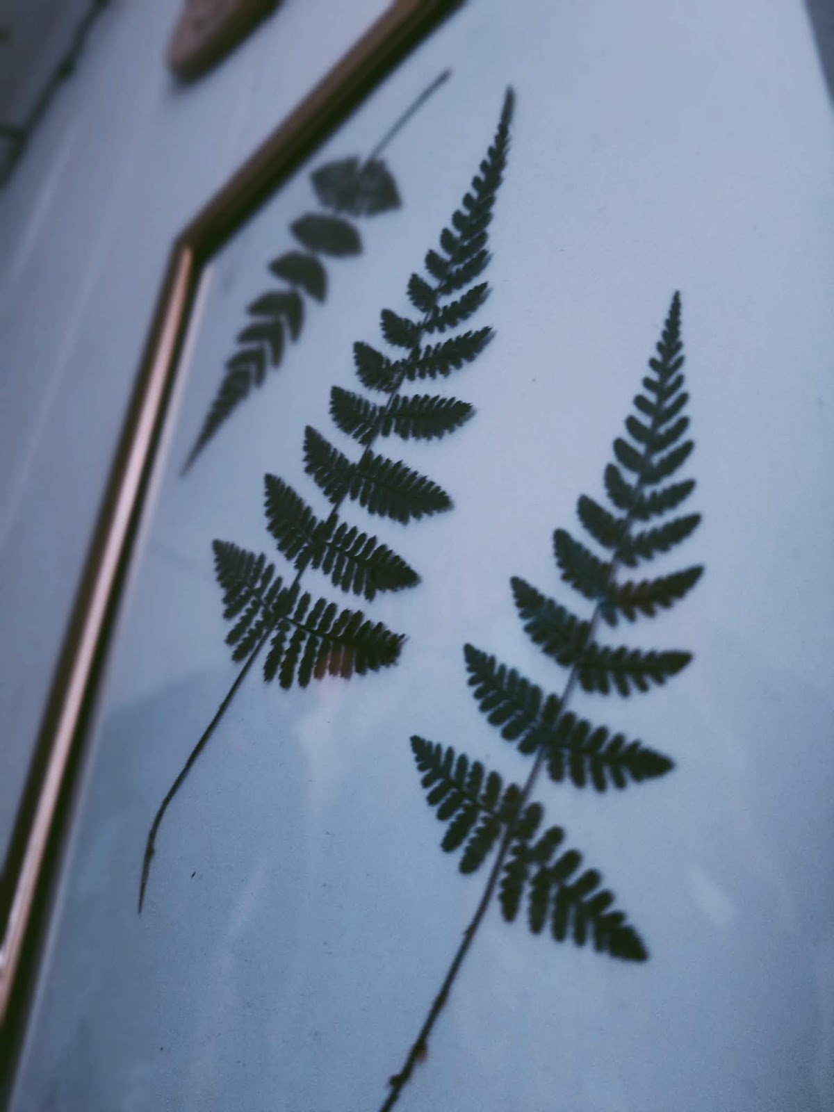 Pressing Ferns & Drying Bugs and Mushrooms