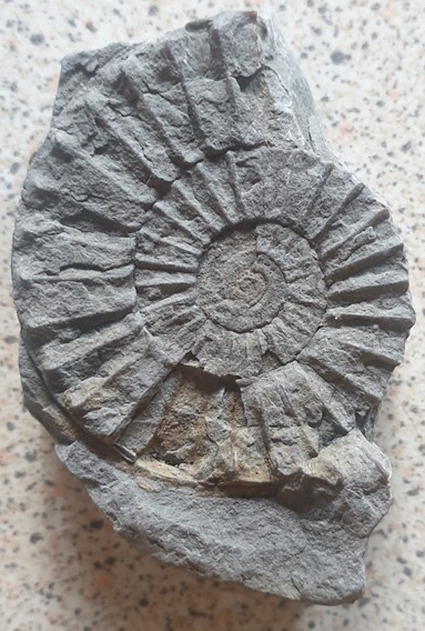 Beaker Folk of Husborne Crawley: Jesus and the Ammonite