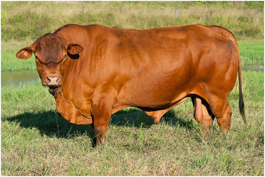 Generalidades de la Ganadería Bovina.: Senepol