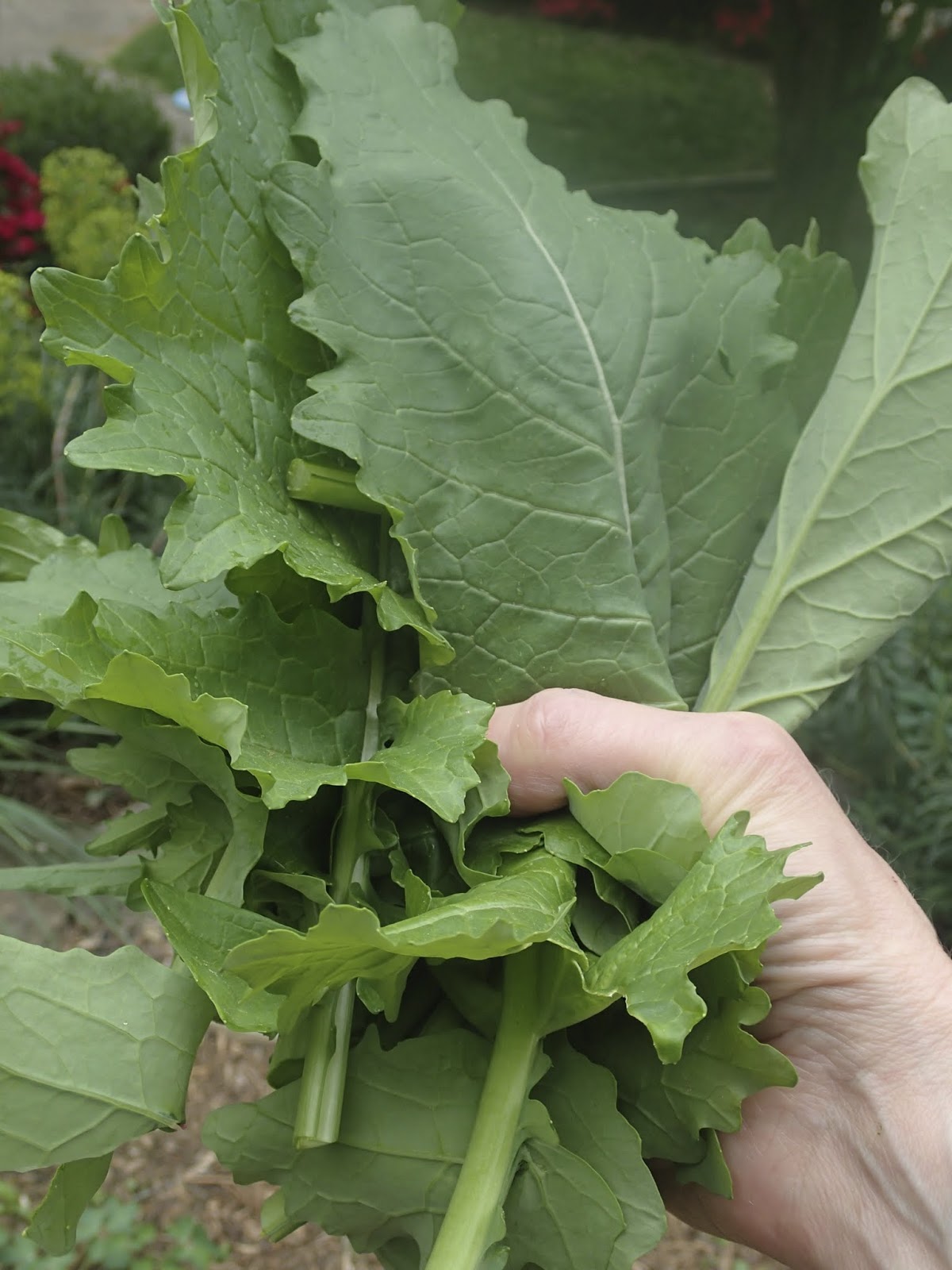 Green STEM Learning: Vegetable Adventures: Broccoli Rabe, Rapini or ...