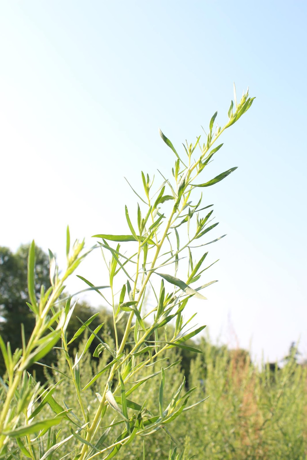 DRAGONCELLO, la nostra coltivazione