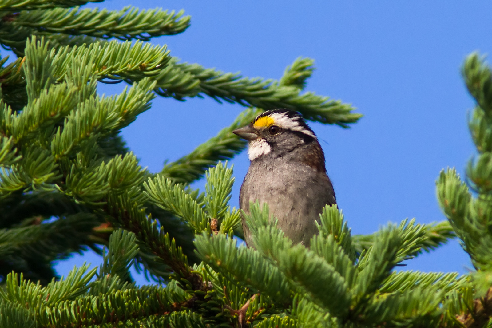 Fur & Feathers 500 - a Canada Big Year for Birds and Mammals: Atlantic ...