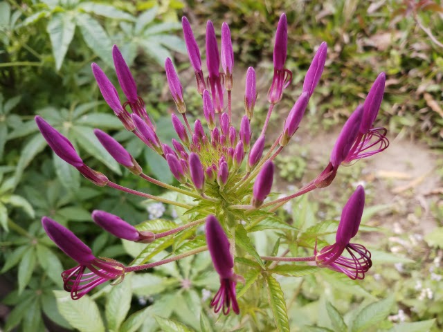 Spider flower: also known as Spiny spider flower