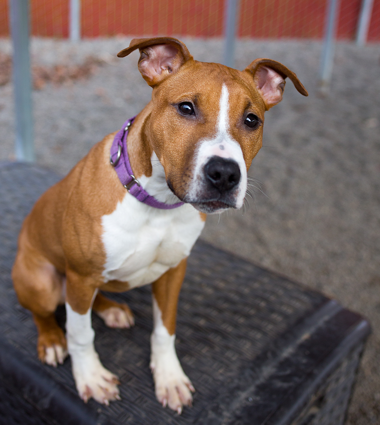 Shelter Dogs of Portland: 2019