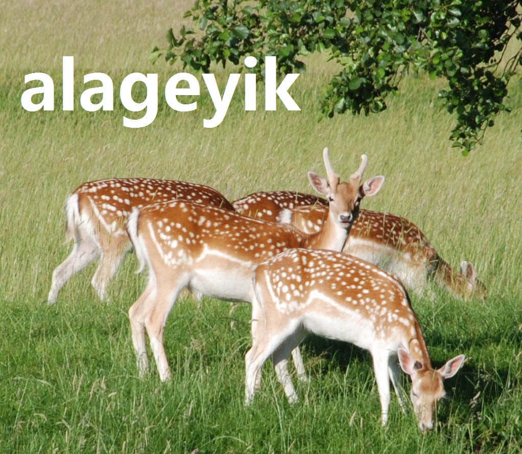 alageyik - BilginCin