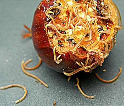 Tiny Worms Devouring a Chestnut