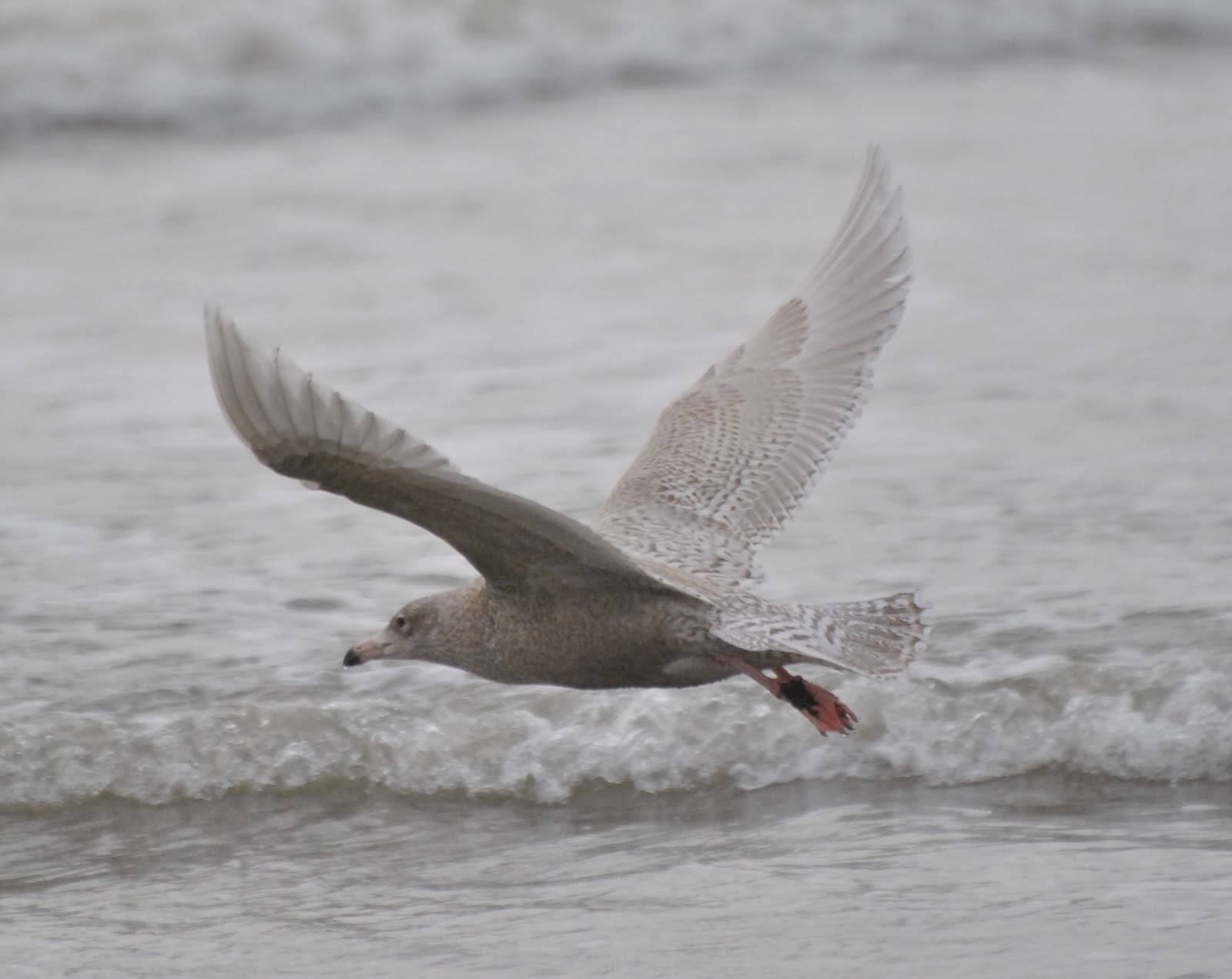 Waarneming van de dag!: februari 2012