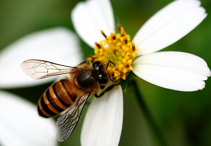 HÌNH ẢNH MẦM NON: HÌNH ẢNH CON ONG ĐẸP