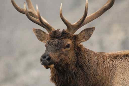 Shirl Ireland's Art Blog: Elk rut in Gardiner