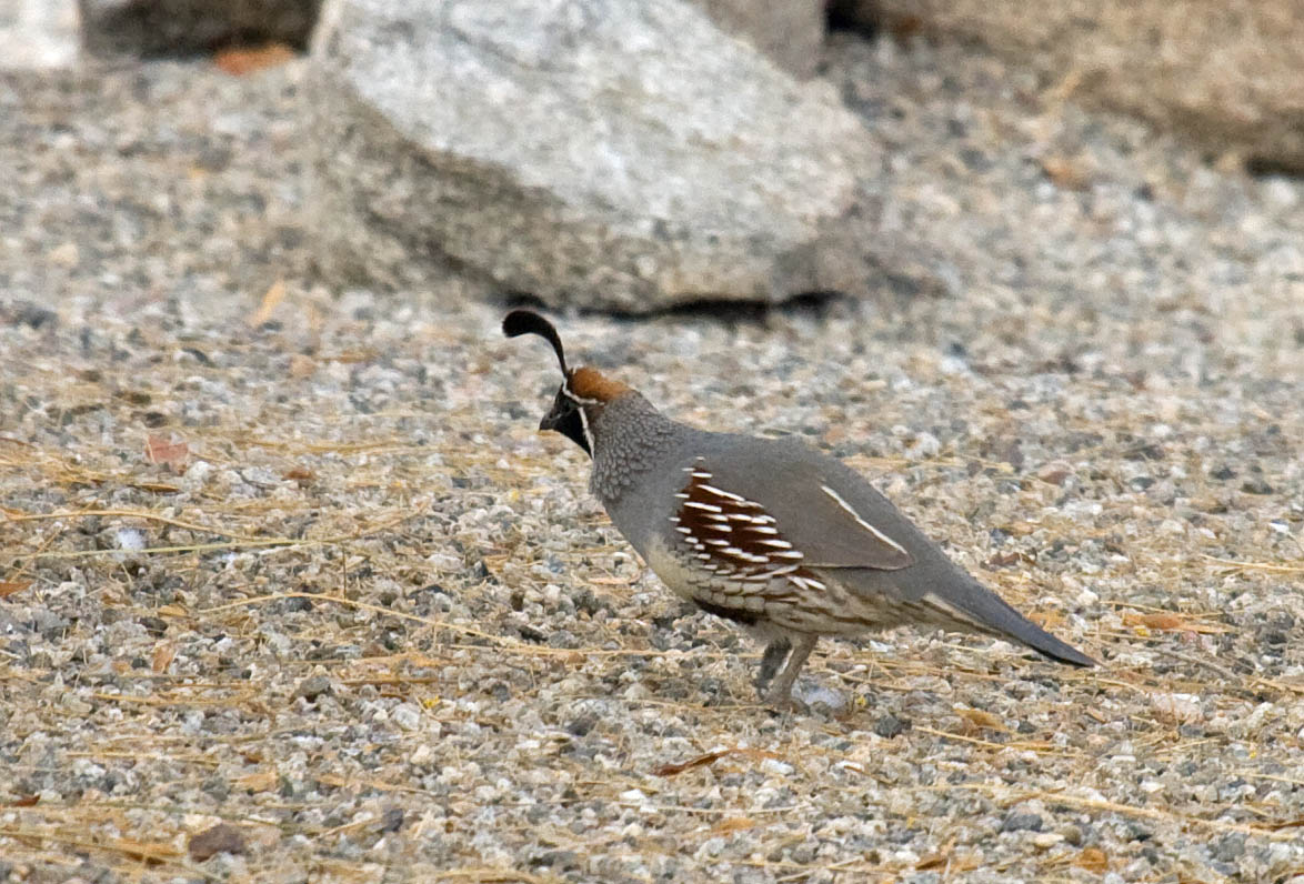 ID: Hybrid California x Gambel's Quail - Greg in San Diego