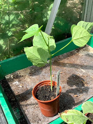 A handful of magic beans