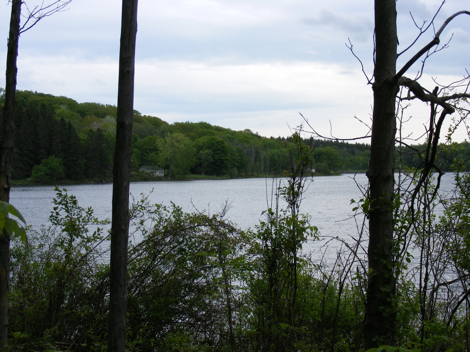 BirdingWeek: Partridge Run WMA & Huyck Preserve