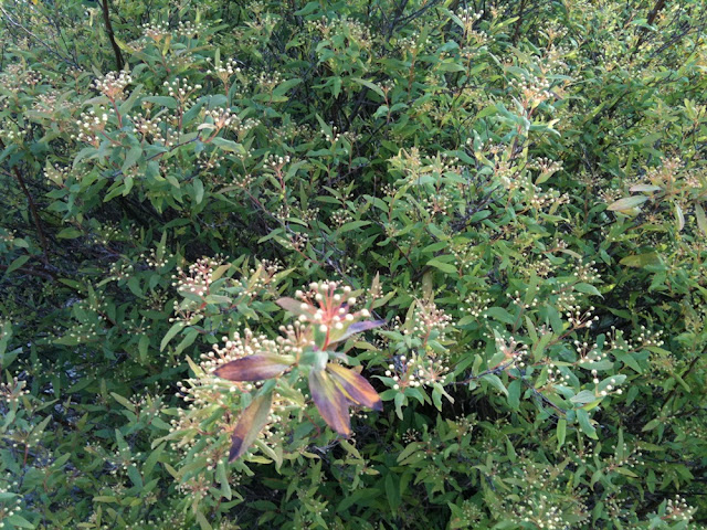 Nice Phone: Histoire contemporaine d'un buisson ordinaire sur la Côte d ...