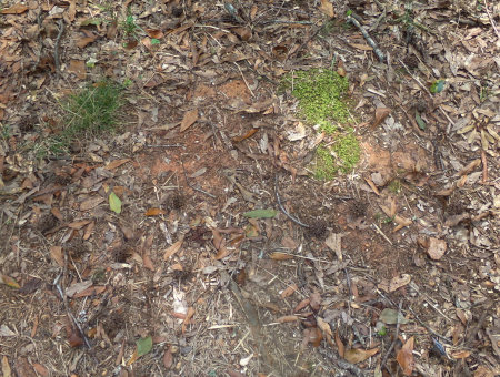 5 Acres & A Dream: Forest Garden: Poking Around in the Dirt