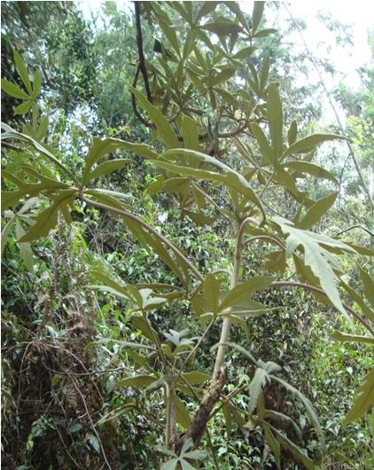 VIVERO HABITAT NATIVO: ARBOL MANO DE OSO