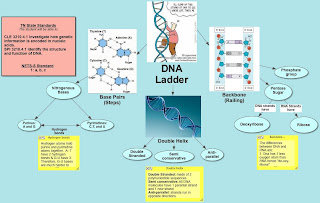 Tea and Technology: DNA Graphic Organizer