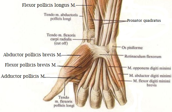 Thumb Muscles Anatomy