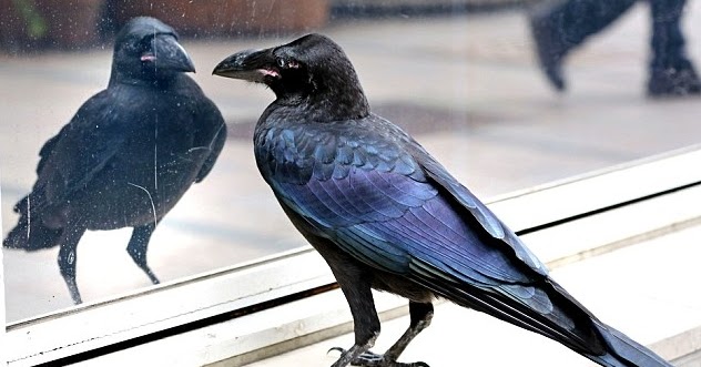 White Wolf : Crow can't stop looking at its reflection in shop window