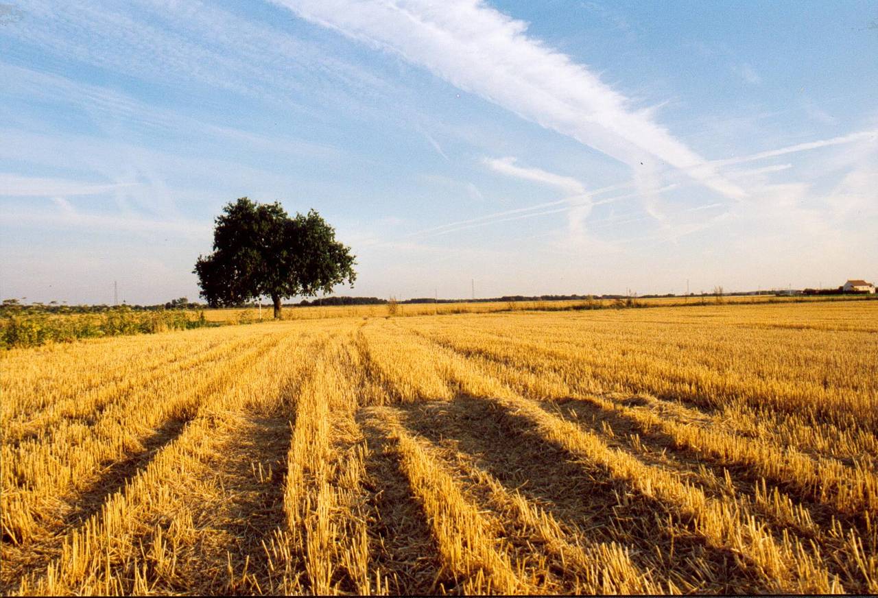 Les secrets de Zoé: La vision de la moisson