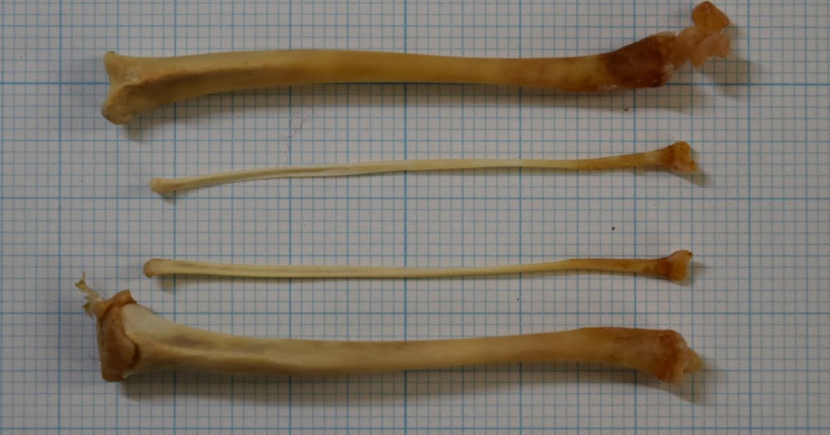 故有事: リスの仲間の脛骨と腓骨⑤ Tibia and fibula of squirrel