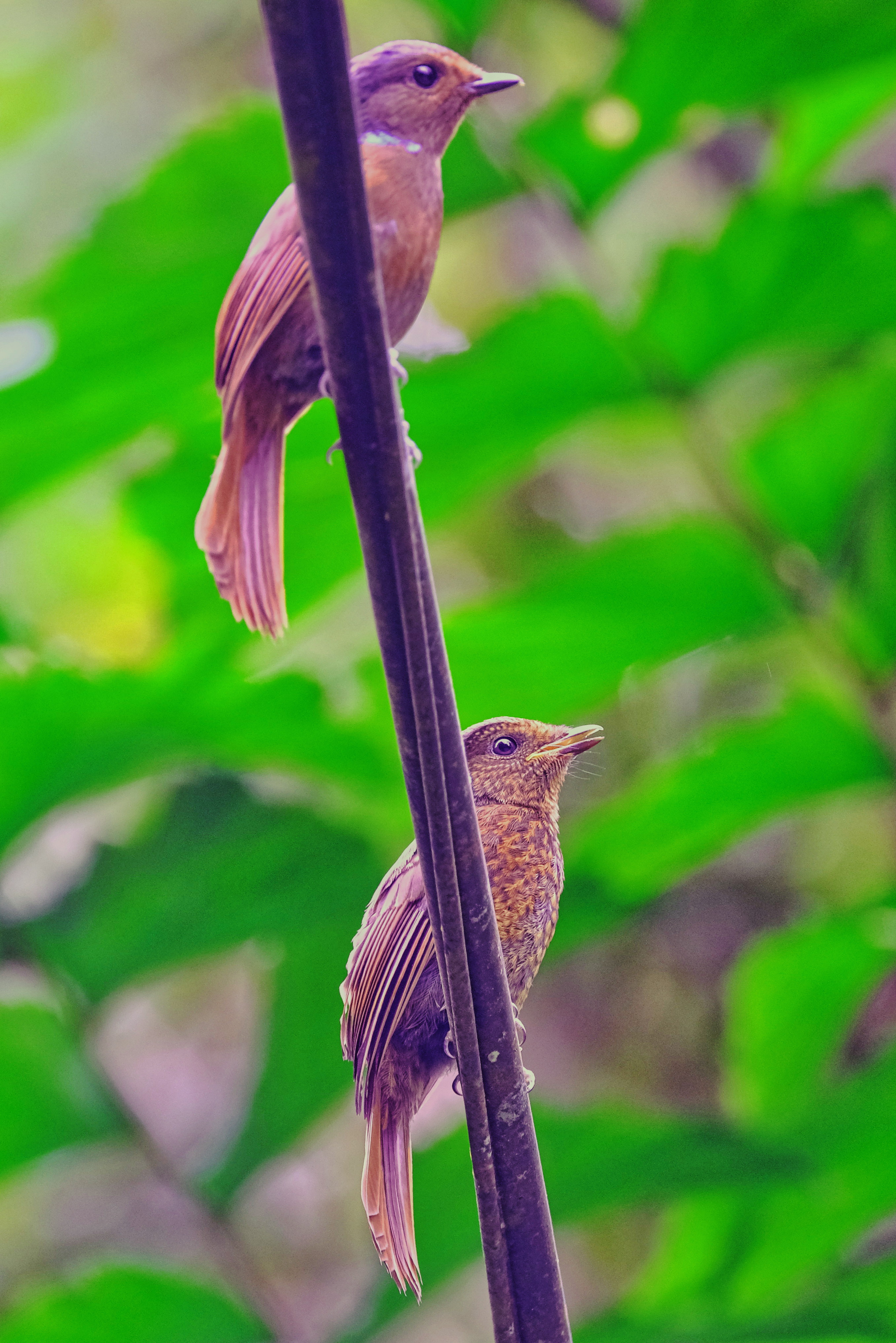 Mike is the name Birding is the game ( Birding in Malaysia - Malaysian ...