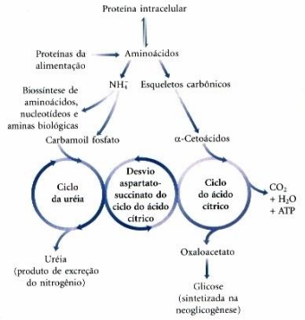 Bioquímica UFPR: CATABOLISMO DE PROTEÍNAS E CICLO DA URÉIA