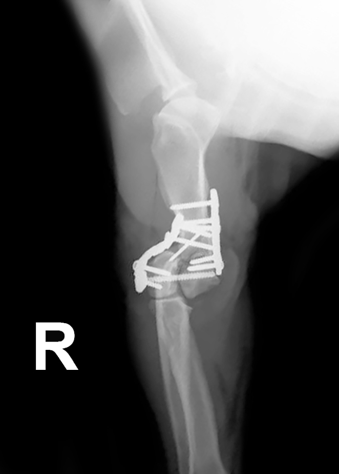 ARTROVET: Fractura de codo en "Y"