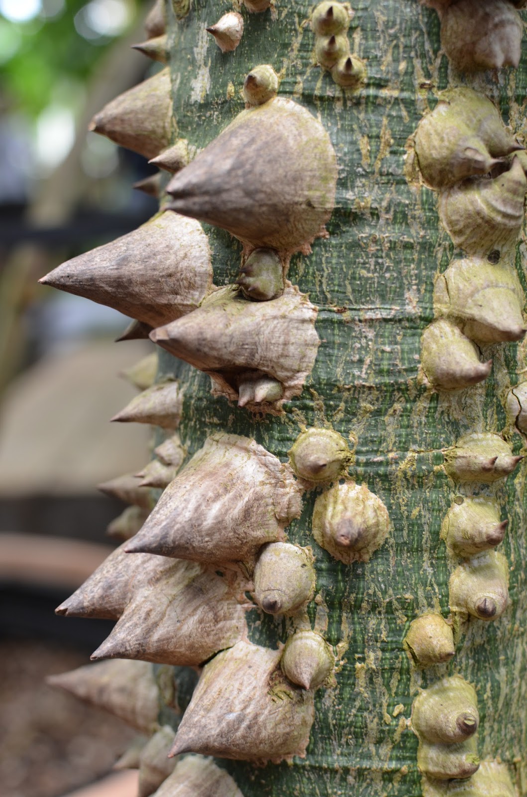 There's A Dragon In My Art Room: Chihuly At The Ny Botanical Garden