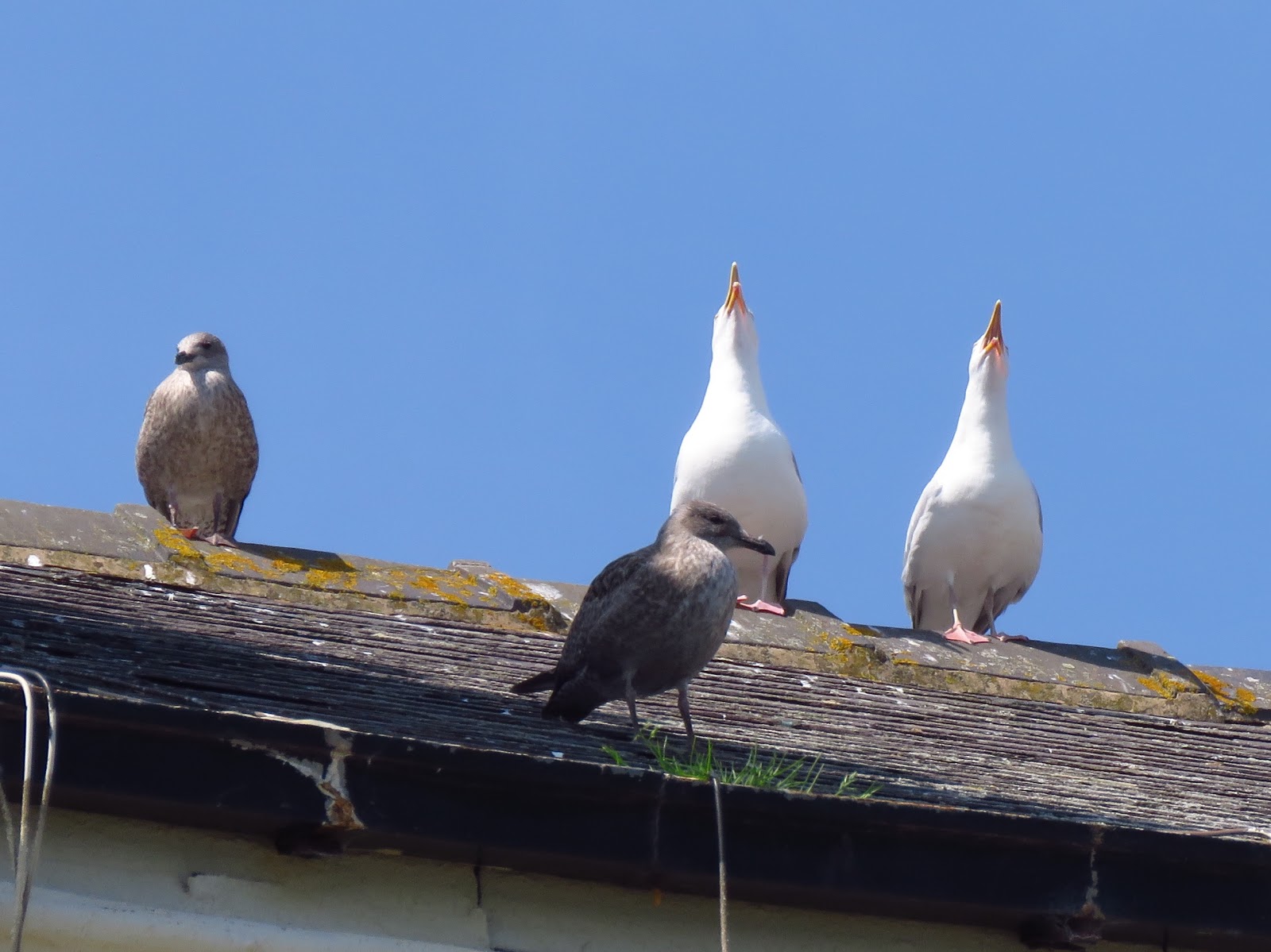 The Rattling Crow: Herring Gull pair long call duetting