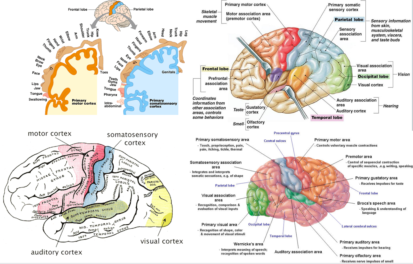 Navigate a Brain Structure in MRI