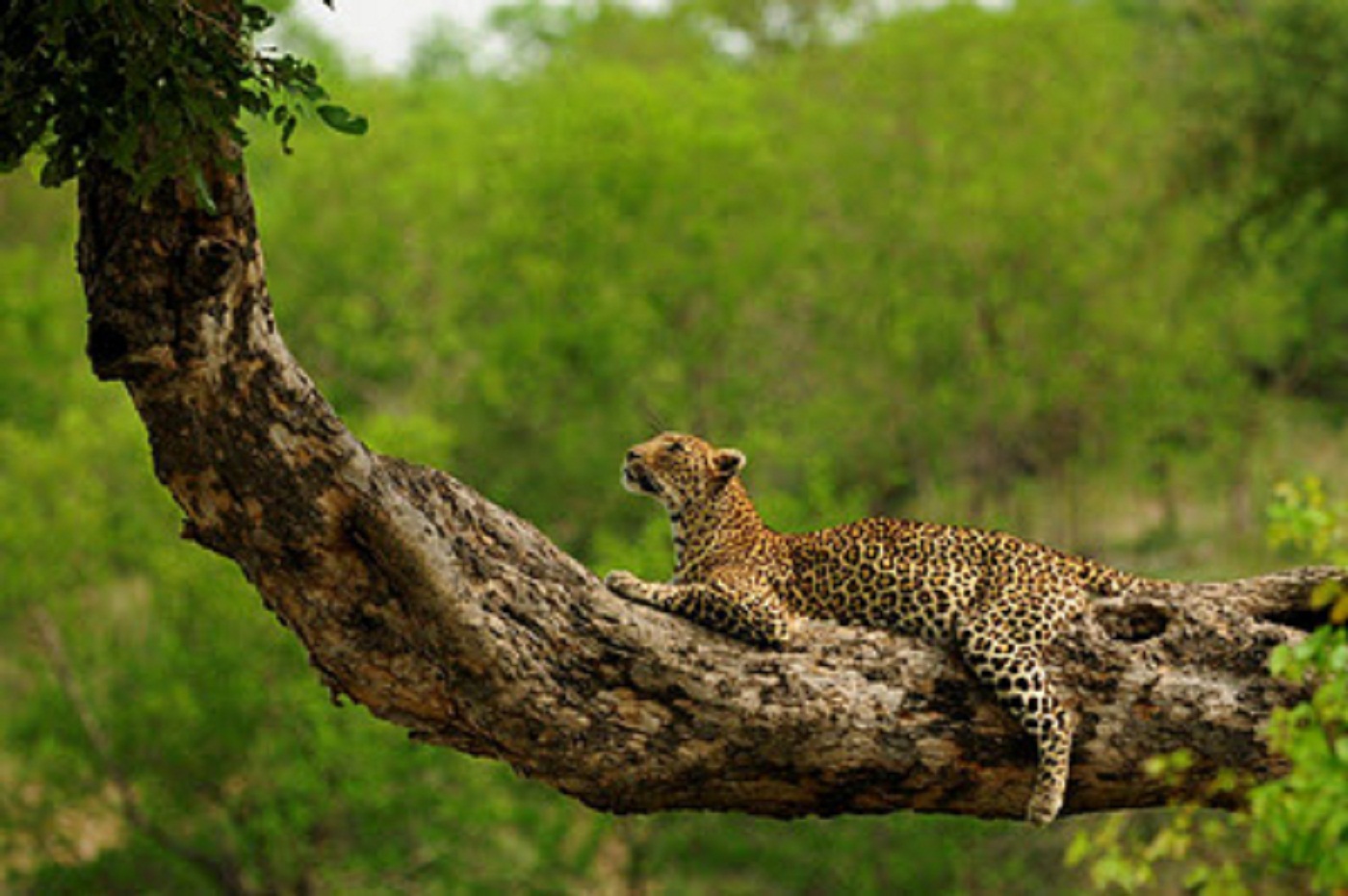 Information For You Wildlife Photography information-for-you-wildlife-photography