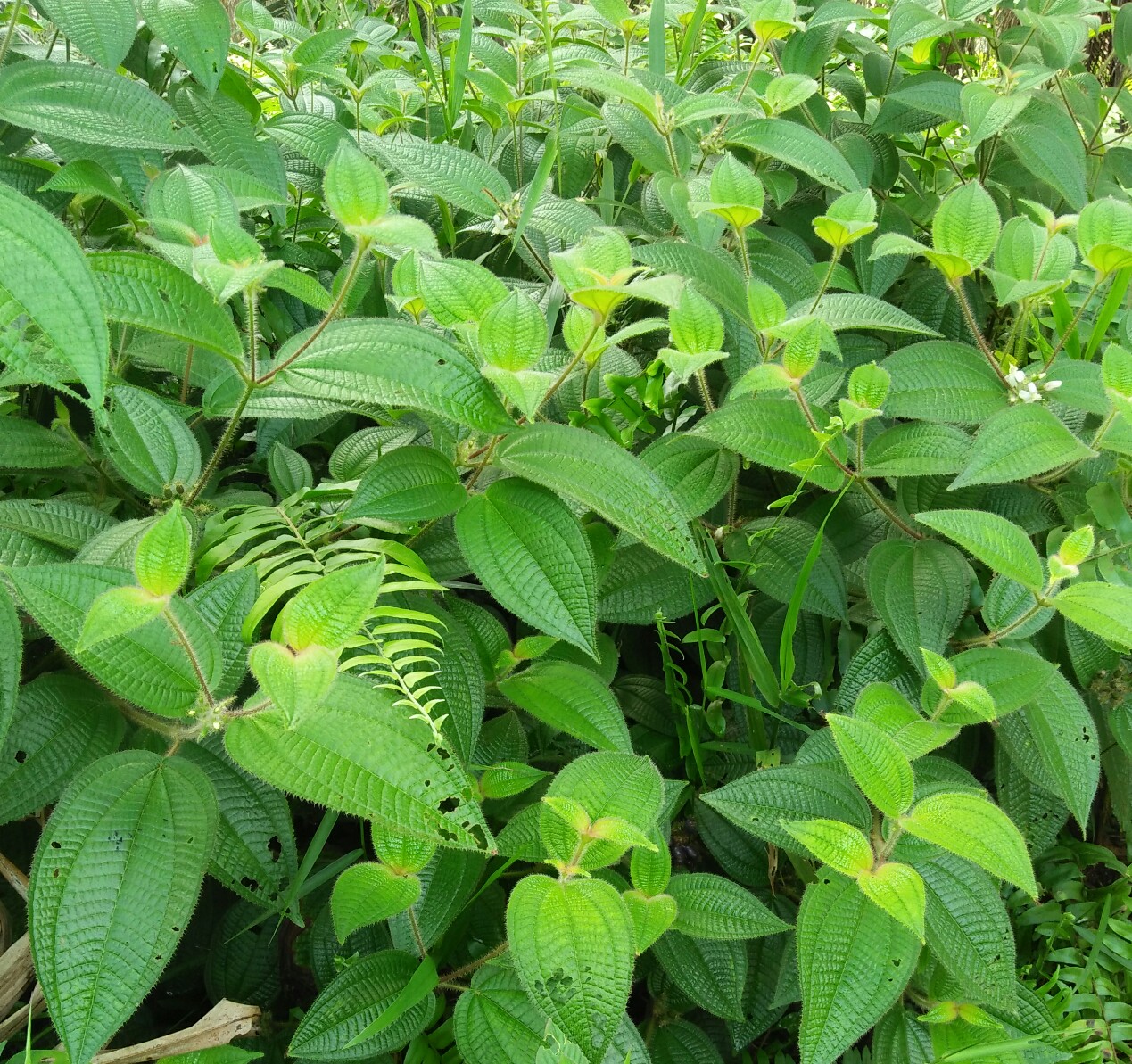 Jenis dan Pengelolaan Gulma di Perkebunan Kelapa Sawit