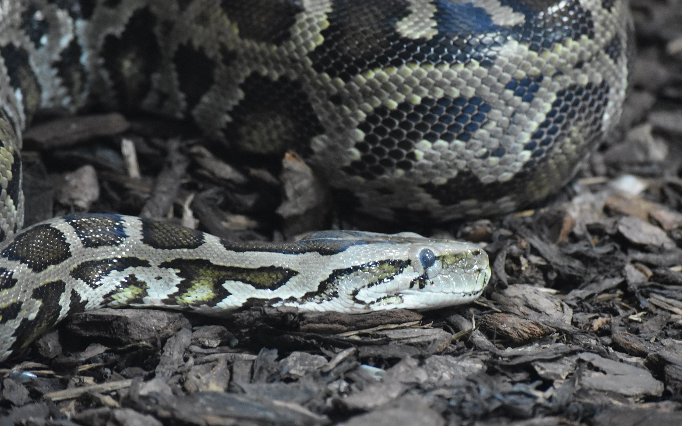 ZOOTOGRAFIANDO (6.100 ANIMALS): PITÓN DE LA INDIA / INDIAN ROCK PYTHON ...