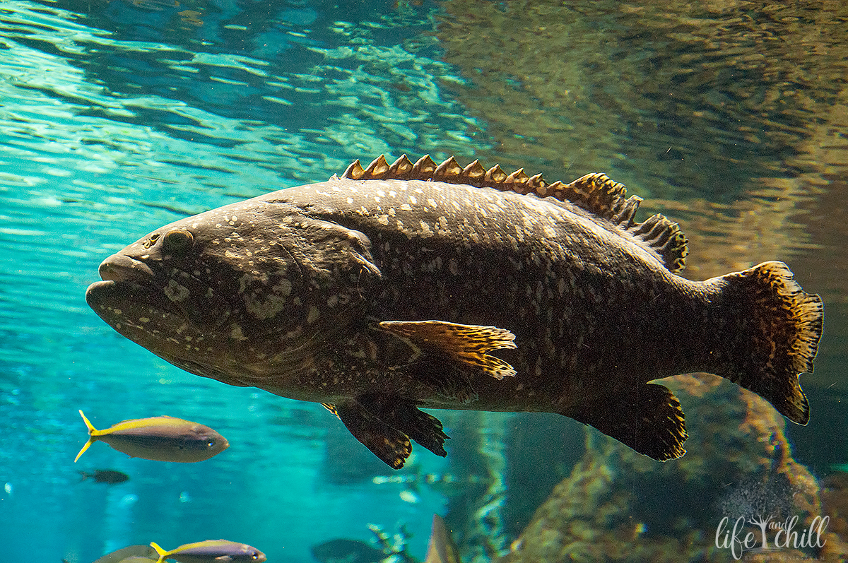 Poza domem - ZOO Wrocław - Life and Chill