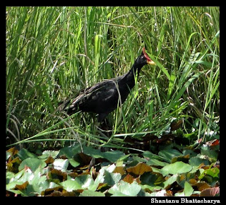 Indian Birds Photography: (delhibirdpix) Kora from Rajarhat