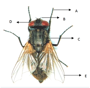 Catatan Panca Rakhmat: GAMBAR MORFOLOGI LALAT RUMAH (Musca domestica)