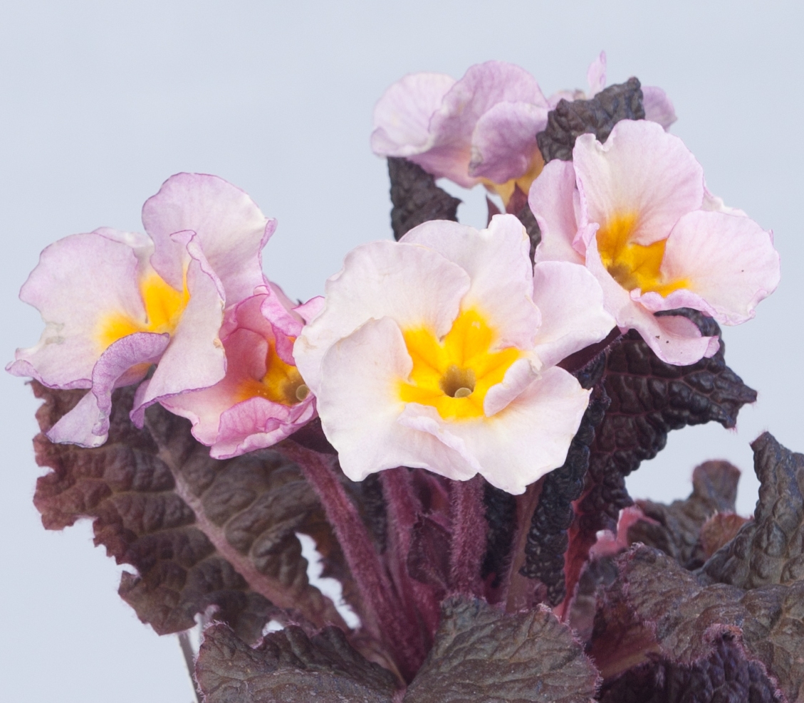 Kennedy Irish Primroses at National Ploughing Championships