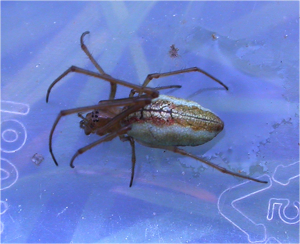 Arachnerds: Large Jawed Orb Web Spiders - Tetragnatha sp.