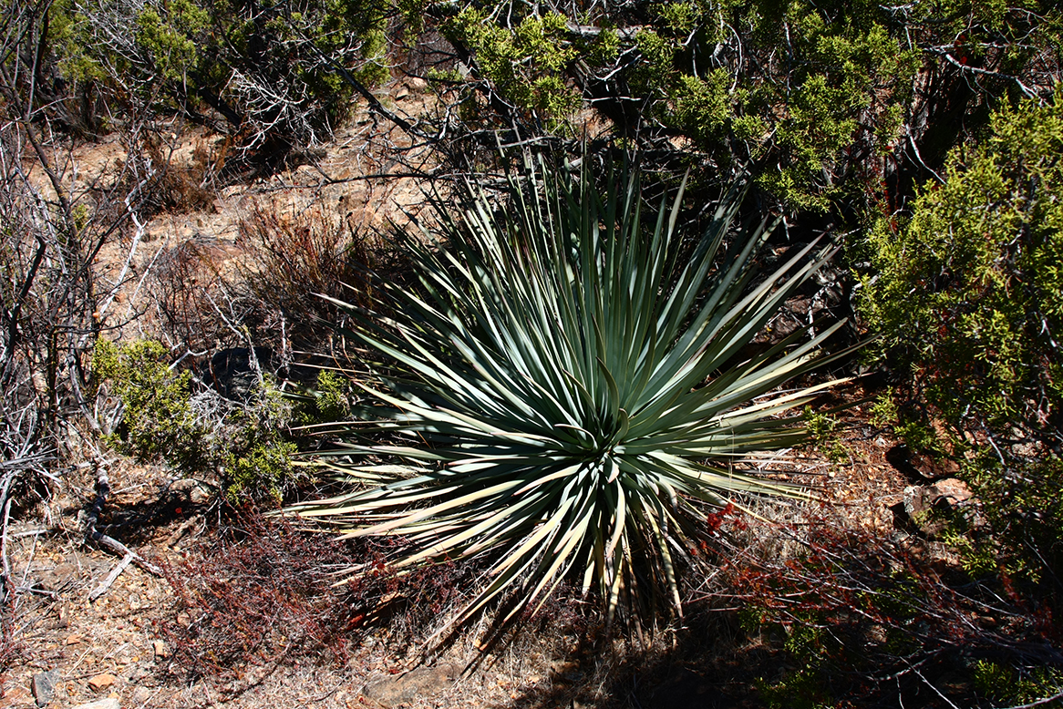 Flora de Baja California: MATORRAL COSTERO