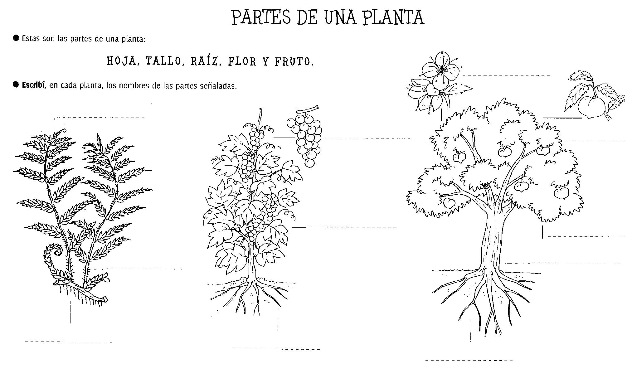 Segundo B: ¿ CÓMO FABRICAN SU ALIMENTO LAS PLANTA?